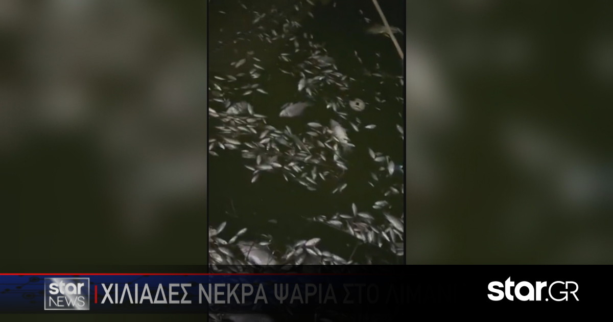 Video Βόλος: Χιλιάδες Nεκρά Ψάρια Στο Λιμάνι | Star.gr
